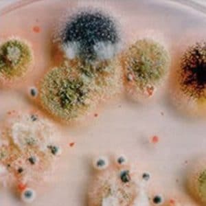 DRBC Agar Base 500g - LabMal