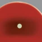 PYR Disk w/Reagent 25TST/KT - LabMal