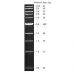 1 kb DNA Ladder, NEB - LabMal