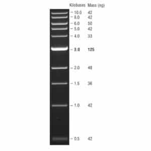 1 kb DNA Ladder, NEB - LabMal