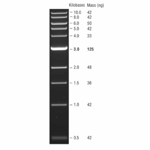 1kb Dna Ladder Neb Home Design Ideas 1kb Dna Ladder Neb Home Design Ideas
