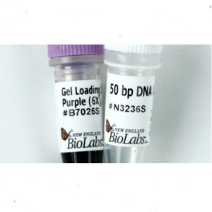 Quick-Load 1 kb Extend DNA Ladder - 125 gel lanes - LabMal