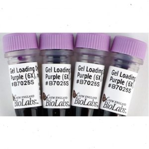 Quick-Load Purple 1kb Plus DNA Ladder (0.1-10.0 kb) - 250 gel lanes ...