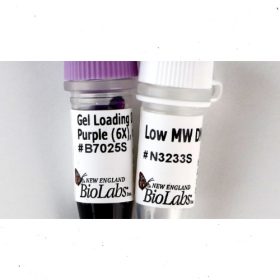 100 bp DNA Ladder, NEB - LabMal