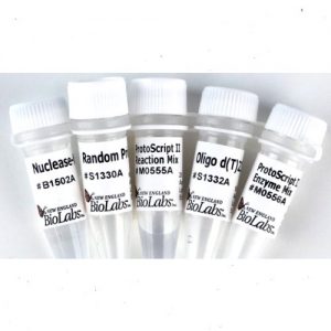 ProtoScript II First Strand cDNA Synthesis Kit - LabMal