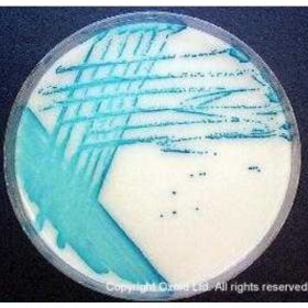 Brilliance UTI Clarity Agar 500g - LabMal