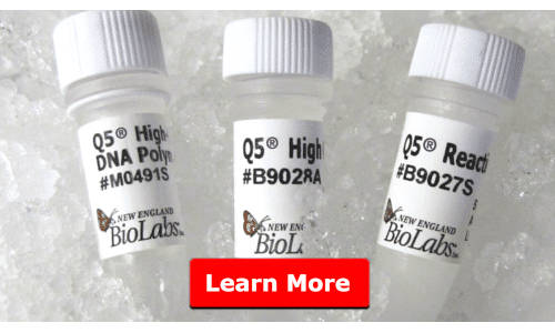 What is DNA polymerase and its function?- LabMal Academy